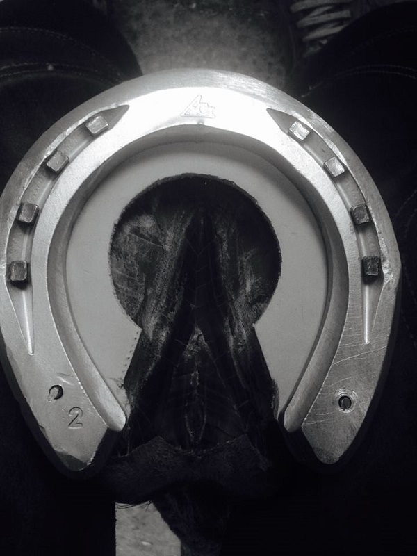 Ferrure du cheval athlète